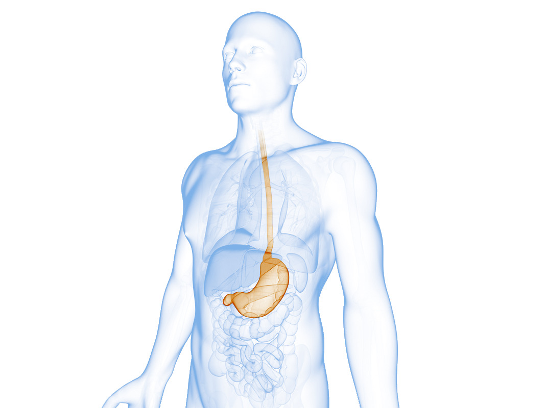 O Que é Esofagoscopia Diagnóstica – Clinicas Popular